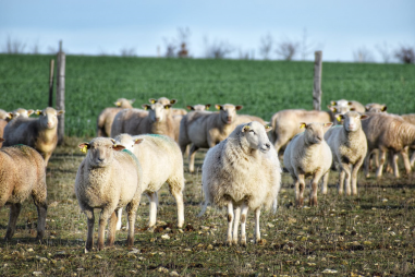 Les Moutons de Cotron - La Cyclo Bohème
